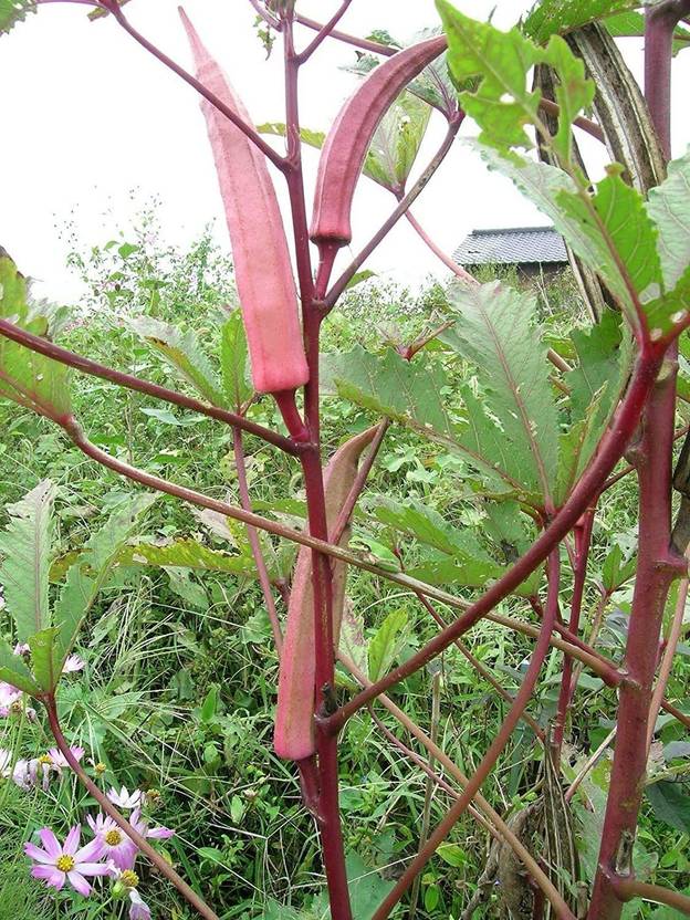 KANAYA Lal Bhindi Red Okra Lady Finger Vegetable Seed Price in India ...