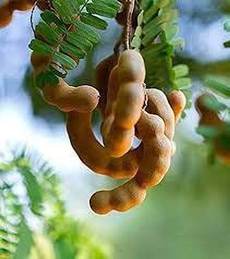 KANAYA IMLI KE BEEJ / TAMARIND SEEDS IMLEE KE BEEJ FOR Home Gardening ...