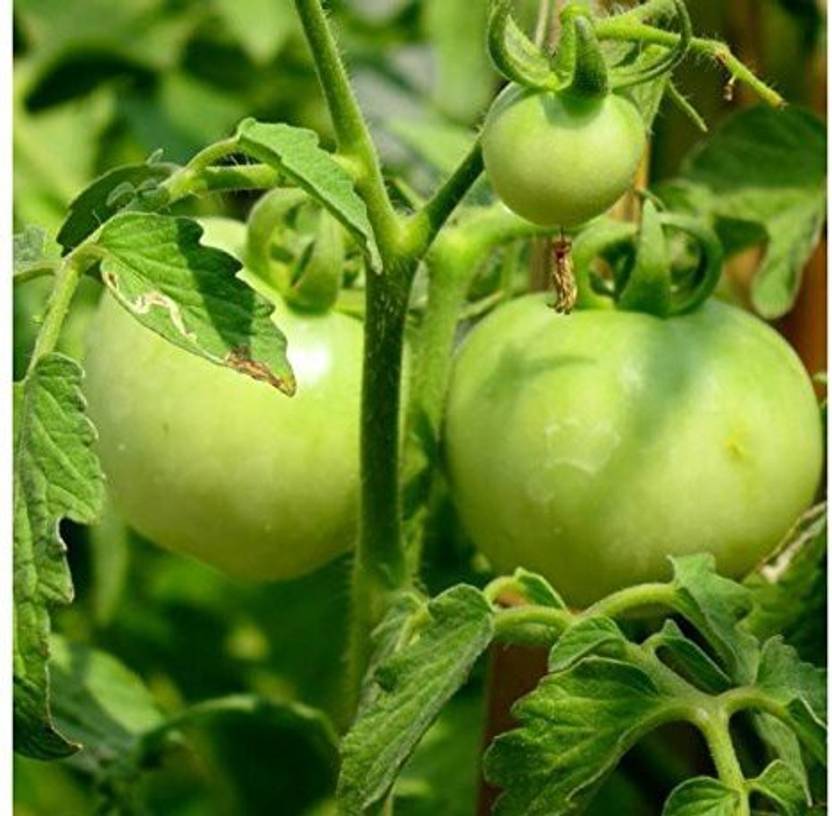 TRICONE Chappan Kaddu Seed Price in India - Buy TRICONE Chappan Kaddu ...