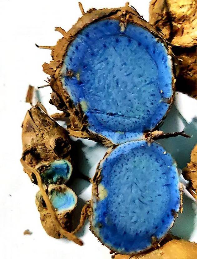 STOKIYA Natural Kala Haldi, Kali Haldi, Kari Manjal, Curcuma 700 gram ...