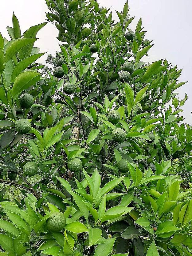 JRYU Mosambi/Mausambi/Sweet Lemon Fruit Seed Price in India - Buy JRYU ...