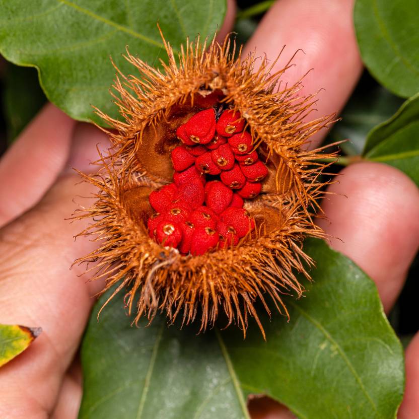 Shivnami Bixa Orellana, Lipstick Tree, Annatto Seeds, Latkan Plant seeds, Sindoori Plant Seed ...
