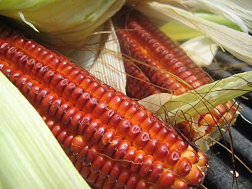 VibeX ® XXL-770 Giant Orange Corn (Zea Mays) Seed Price in India - Buy ...