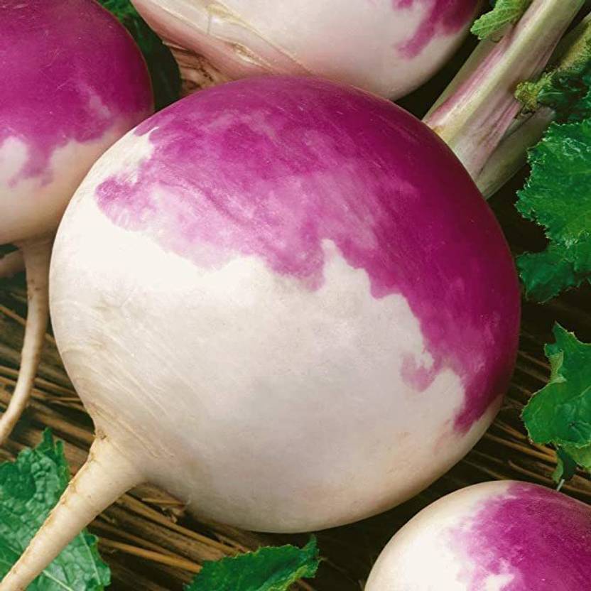 KANAYA Turnip Red Ball/ Shalgam Hybrid Seed Price in India - Buy KANAYA ...
