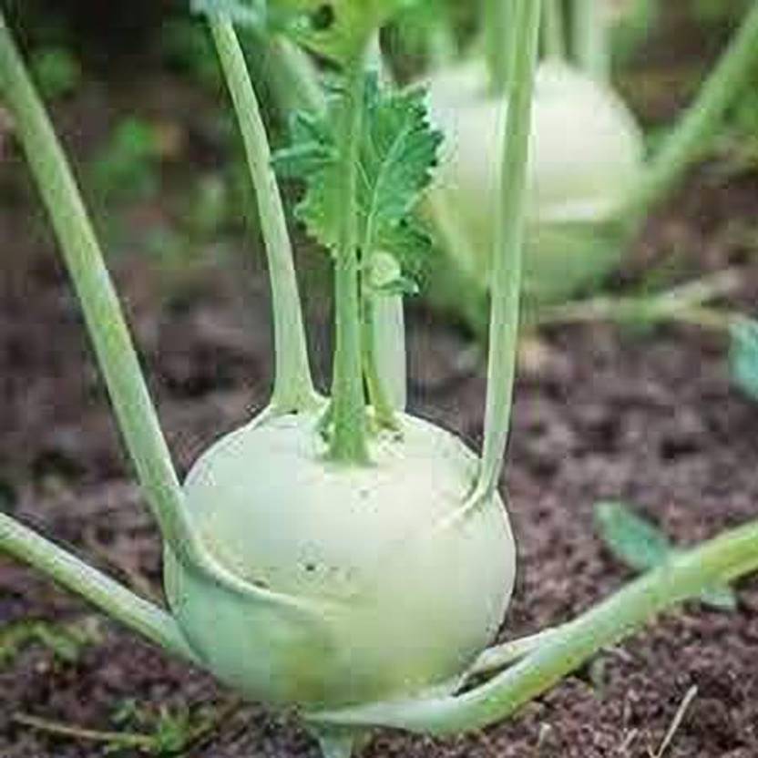 KANAYA Knol-Khol Vegetable Hybrid Quality Seed Price in India - Buy ...
