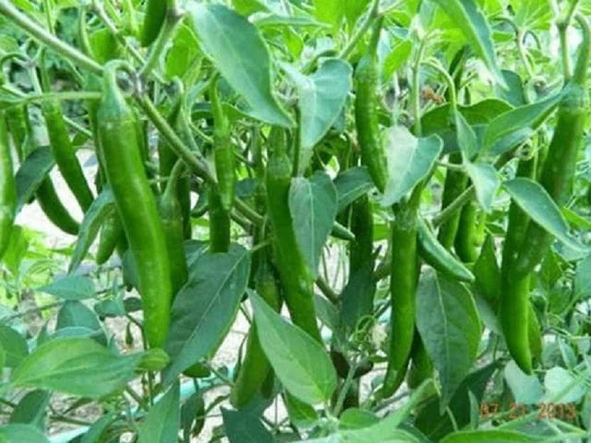 Recron Seeds Organic Green Chilli Seeds (Spicy mirchi ) Vegetable Seed ...