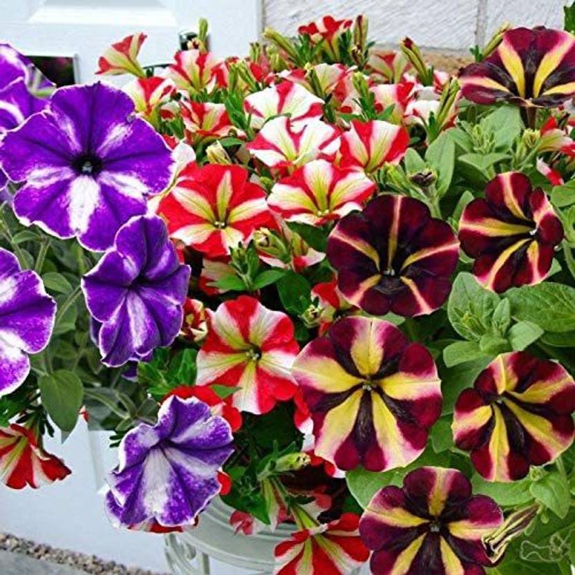 ario Petunia Flower Star Mix GMO-Free Seed Price in India - Buy ario ...