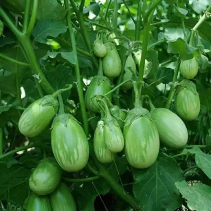 MAA Brinjal Green round, Brinjal, Eggplant Seed Price in India - Buy ...