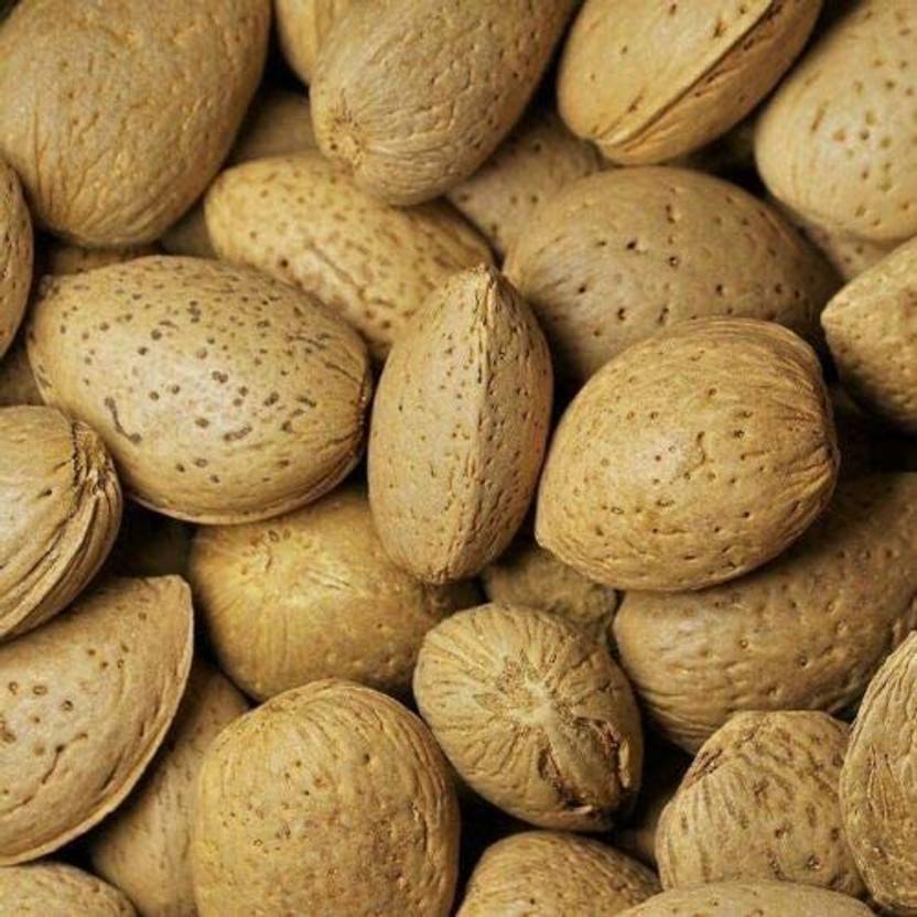 VibeX ® XXL-44 Prunus Amygdalus/Almond/ Badam Plant Seeds Seed Price in ...