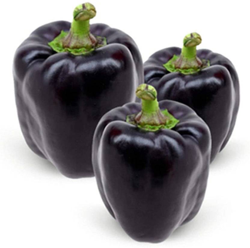 CYBEXIS Heirloom Hybrid Sweet Bell Pepper Black Capsicum Seeds 1200 ...