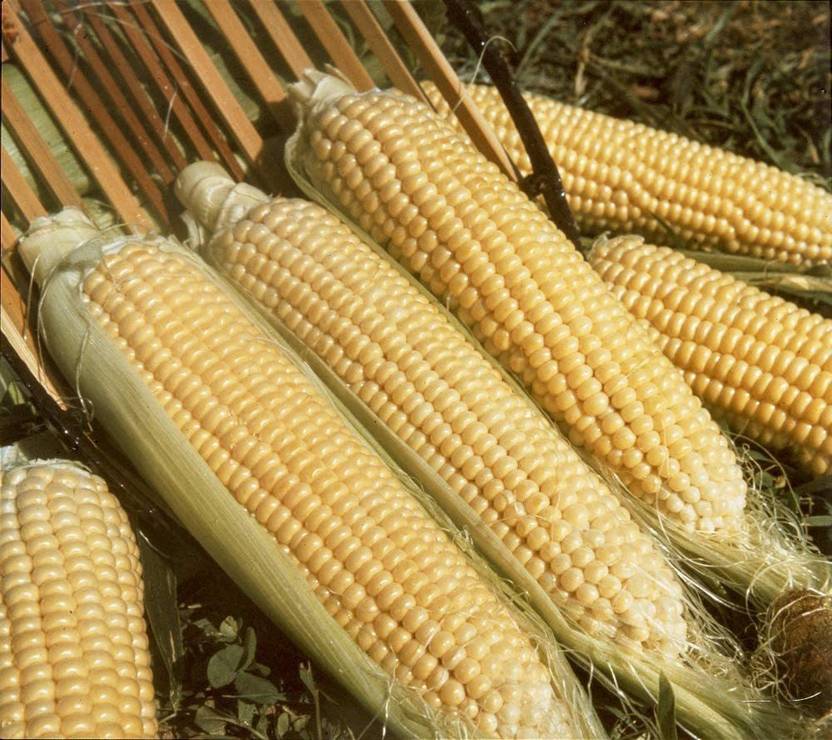VibeX ® VMR-423 Sweet Corn Kandy Korn Hybrid Seed Price in India - Buy ...