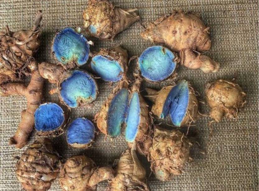 plantsworld Black Turmeric, Kali Haldi, Nalla Pasupu, Kari Manjal ...