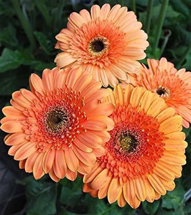 CYBEXIS Rare Flower Plants Gerbera jamesonii,lolipop mango Gerbera ...