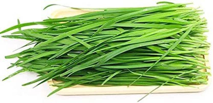 CYBEXIS Green Slender Chive Leeks Perennial Heirloom Herb-500 Seeds ...
