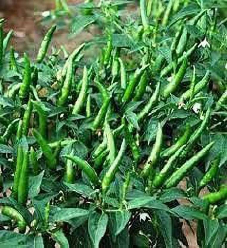 KANAYA Chilli Seeds | Mirchi Ke Beej Chilli F1 Hybrid Vegetable Seed ...