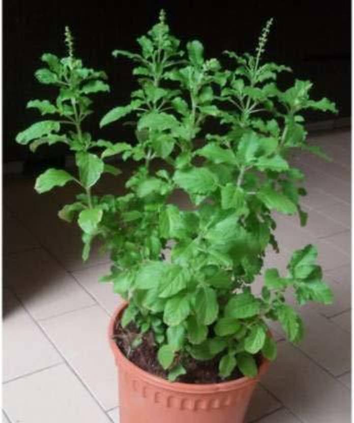 Aywal Krishna Tulsi Seeds/ Shyam Tulsi/ Black Tulsi Holy Basil Seed ...