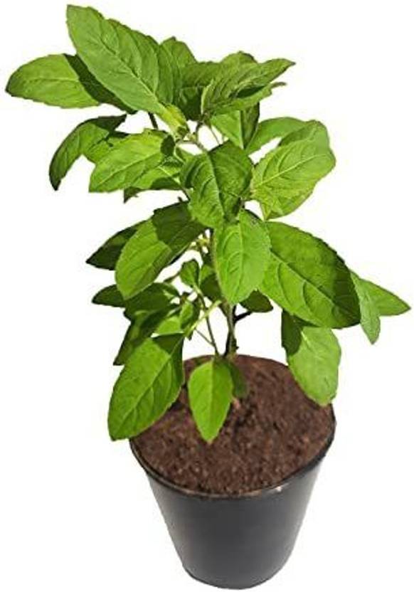 Aywal Natural Tulsi Holy Plant Seed Indian Tulsi Plants Seed Price in ...