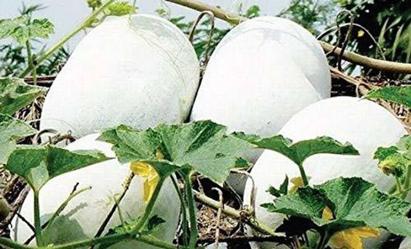 Aywal Ash Gourd (Mithai Petha) Seed Price in India - Buy Aywal Ash ...