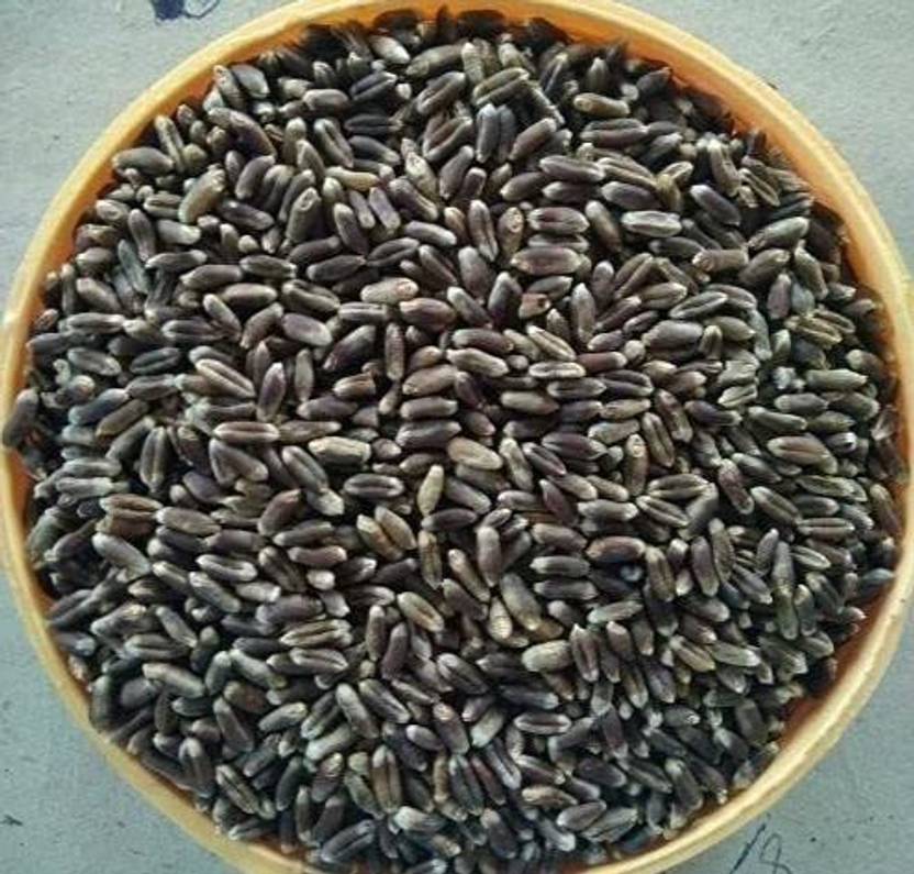 Josan Brothers Organic Farm Natural Black Wheat Seeds for Farming and ...
