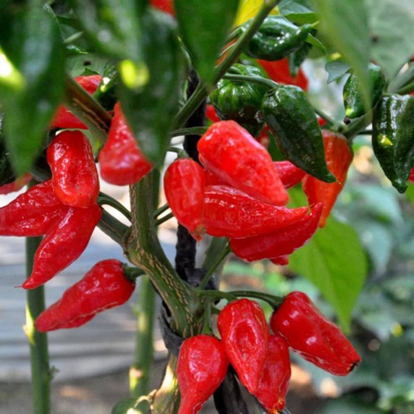 CYBEXIS High Germination Carolina Reaper Chilli Pepper Seeds1200 Seeds ...