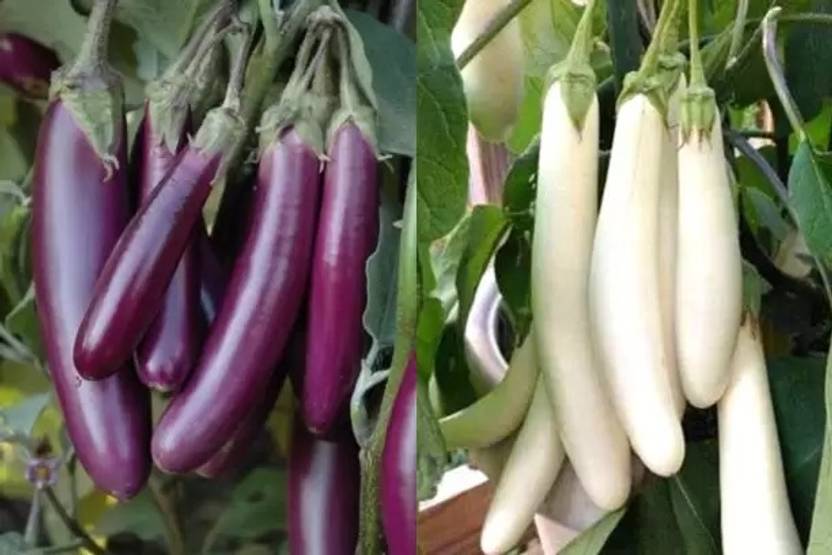 Aro Brinjal purple long, Brinjal, Eggplant Seed Price in India - Buy ...