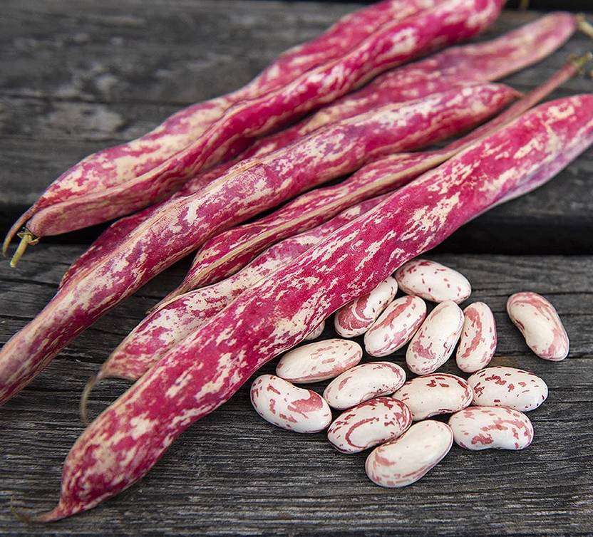 CYBEXIS Organic Dwarf French Bean Borlotto Tintoretto Vegetable ...