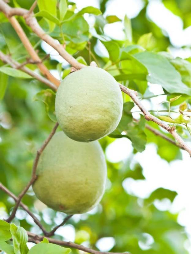 JRYU Bel Pathar Fruit Seed Price in India - Buy JRYU Bel Pathar Fruit ...