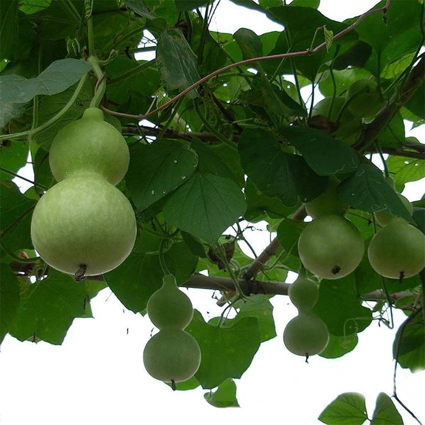 CYBEXIS Organic Bottle Gourd Lagenaria Siceraria Seeds 100 Seeds Seed ...
