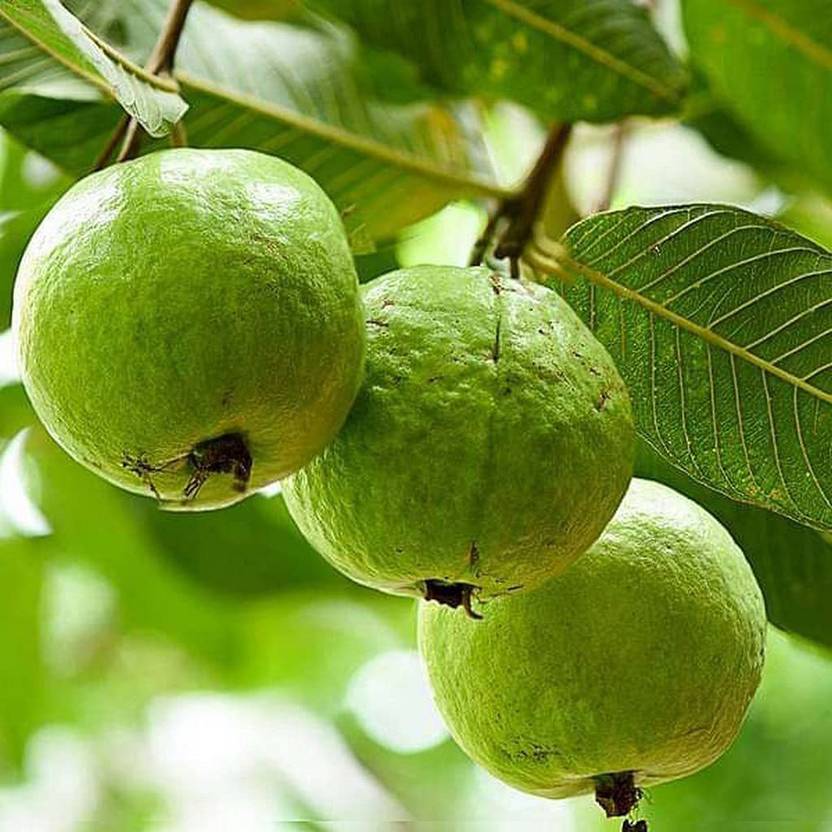 KANAYA Guava/Amrood/Amrud Fruit Plant Seed Price in India - Buy KANAYA ...