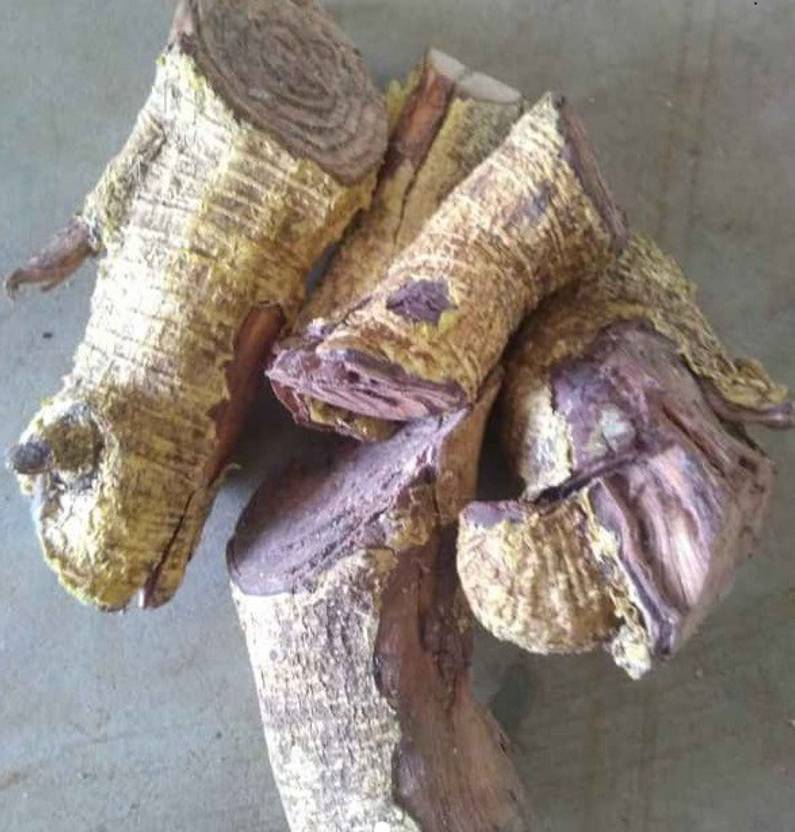 plantsworld Saptarangi, Koranti, Salacia reticulata, Chinese Salacia ...