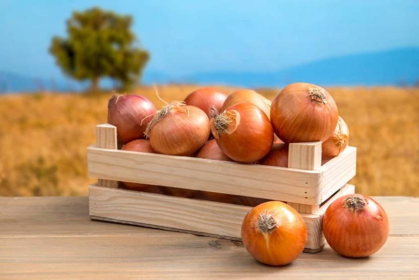 KANAYA Onion Red Kanda Vegetable Seed Price in India - Buy KANAYA Onion ...