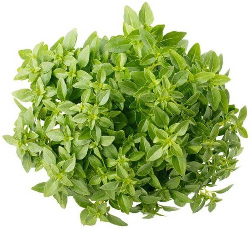 VibeX ® VXI-30 Greek Columnar Basil Seeds Seed Price in India - Buy ...