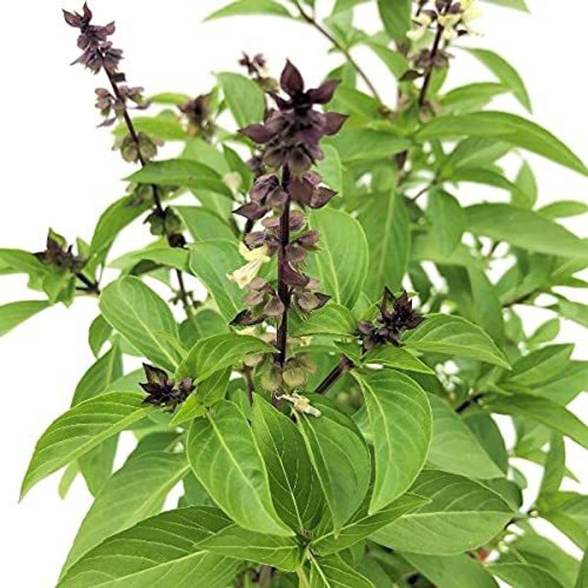 Aywal Krishna Tulsi Seeds/ Shyam Tulsi/ Black Tulsi Holy Basil Seed ...