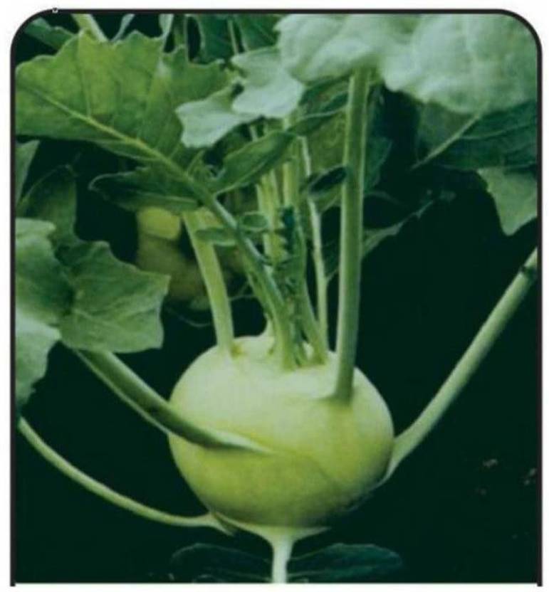 KANAYA Knol Khol Vegetable Fresh Hybrid Seed Price in India - Buy ...