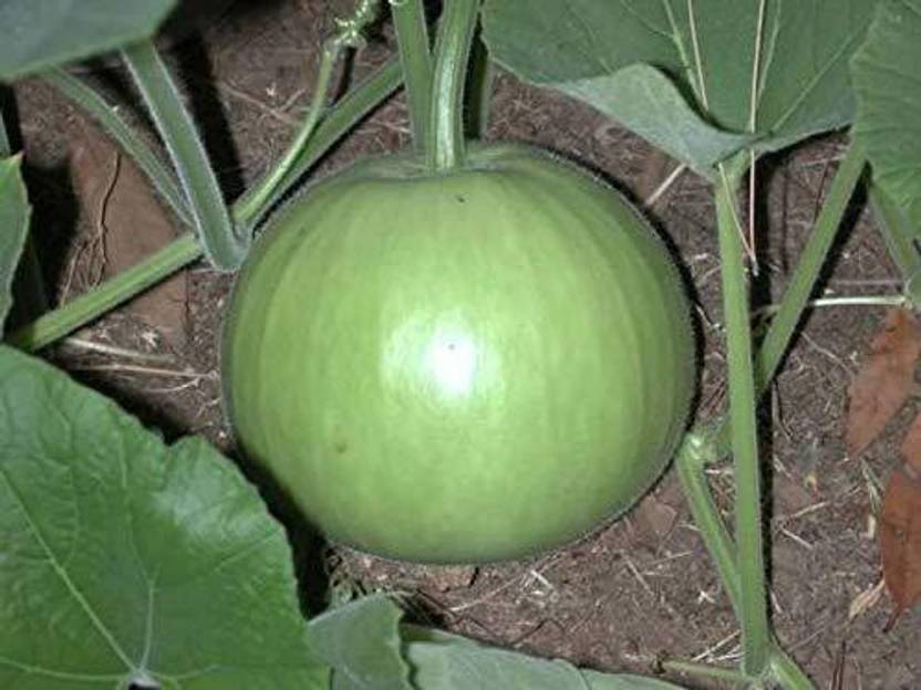 JRYU Round Gourd Tinda Hybrid Vegetable Seed Price in India - Buy JRYU ...