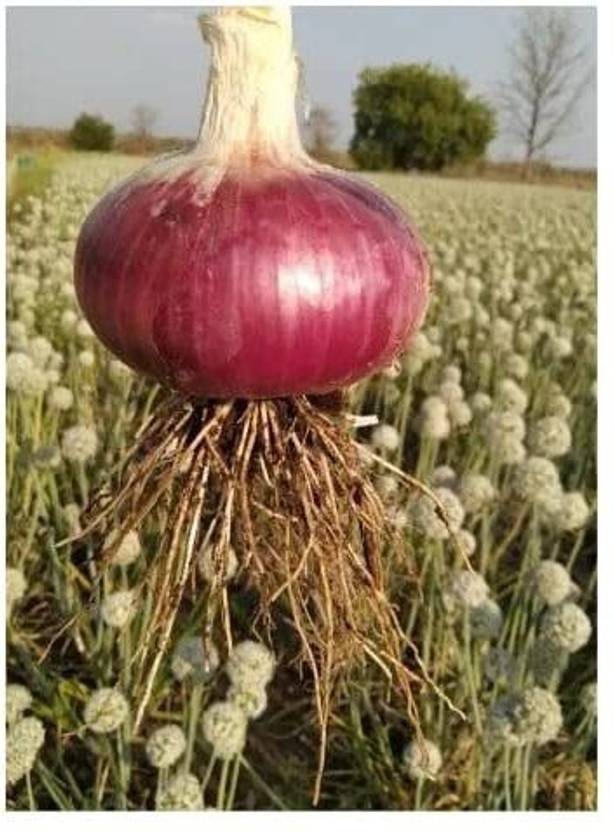 KANAYA Onion Red Kanda Vegetable Seed Price in India - Buy KANAYA Onion ...