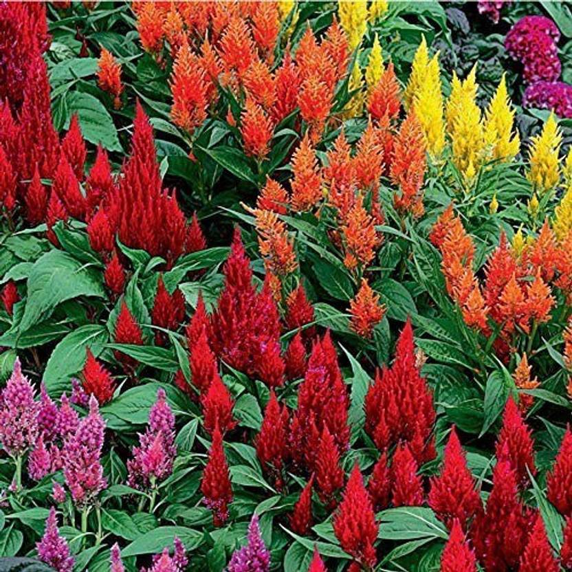 MAA Celosia Dwarf, Cockscomb Seed Price in India - Buy MAA Celosia ...