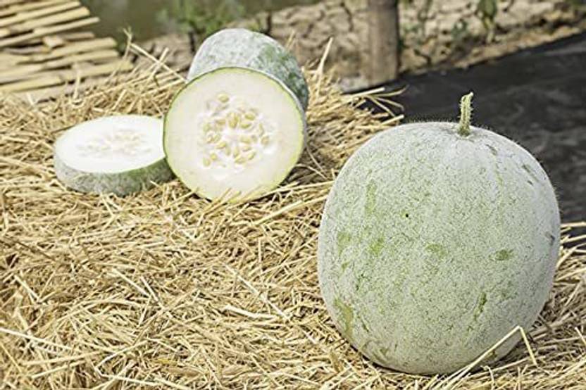 Aywal Ash Gourd (Mithai Petha) Vegetable Seed Price in India - Buy ...