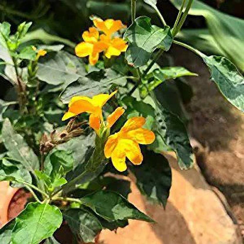 MAA Marigold Double White Seed Price in India - Buy MAA Marigold Double ...
