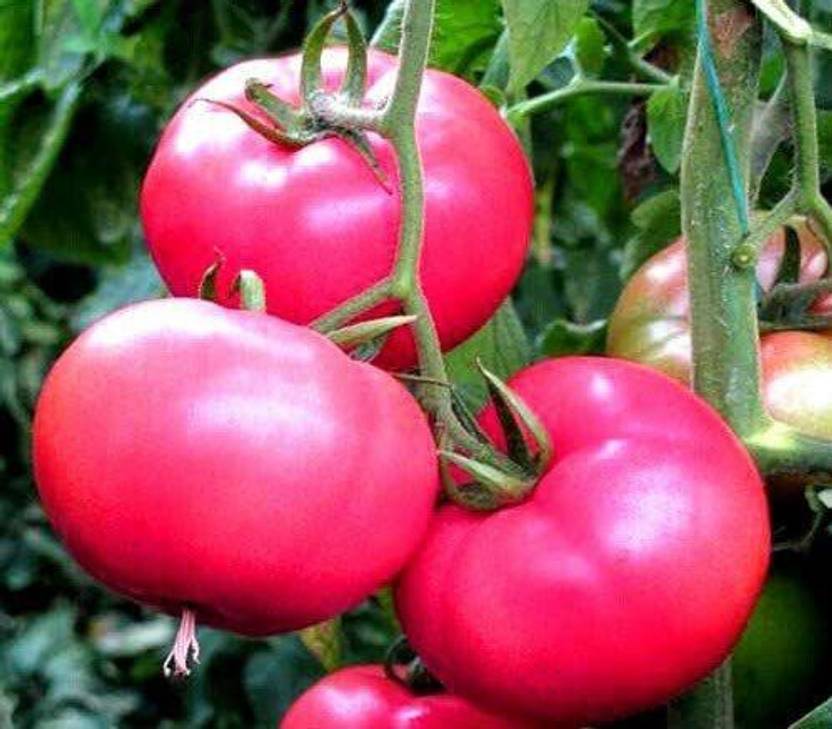 CYBEXIS Pink Tomato Adonis (Solanum Lycopersicon)-250 Seeds Seed Price ...