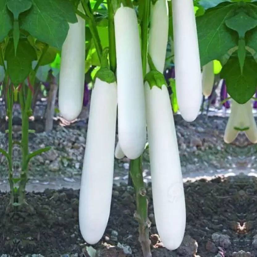 Aro Brinjal white Long, Eggplant Seed Price in India - Buy Aro Brinjal ...