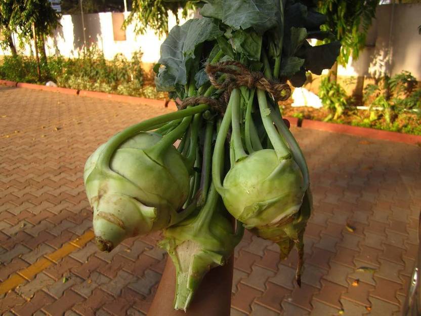KANAYA Knol Khol Vegetable Fresh Hybrid Seed Price in India - Buy ...