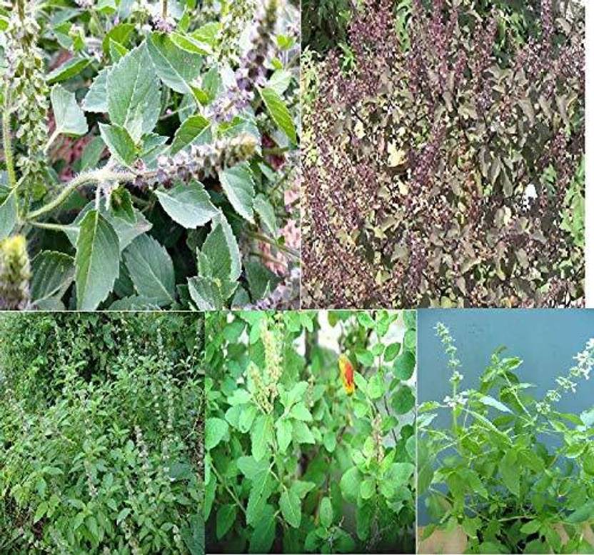 Kapebonavista All 5 Ram Tulsi White Tulsi Kapoor Tulsi Kala Tulsi Vana ...