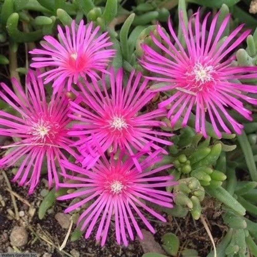 CYBEXIS Hybrid Seeds Ice Plant Table Mountain (Delosperma Cooperi) Seed ...