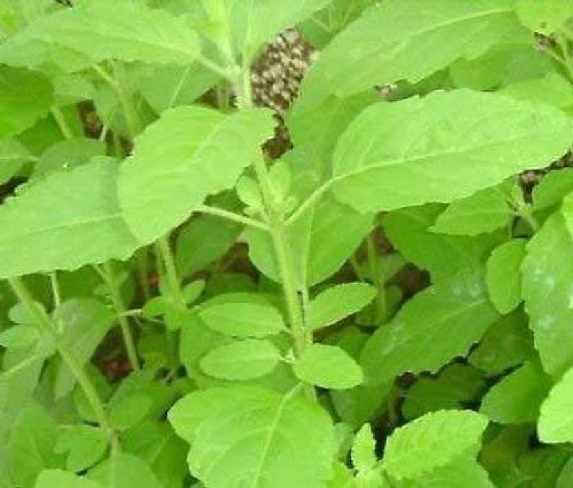 Aywal Natural Tulsi Holy Plant Seed Indian Tulsi Plants Seed Price in ...