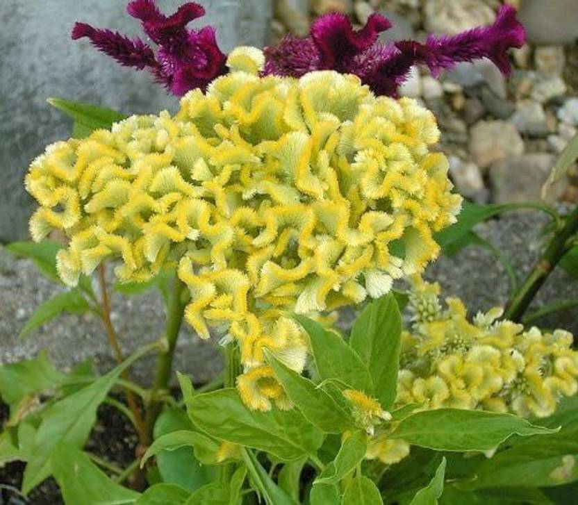 CYBEXIS CORAL GARDENS MIX CELOSIA COCKSCOMB Celosia Argentea Cristata ...