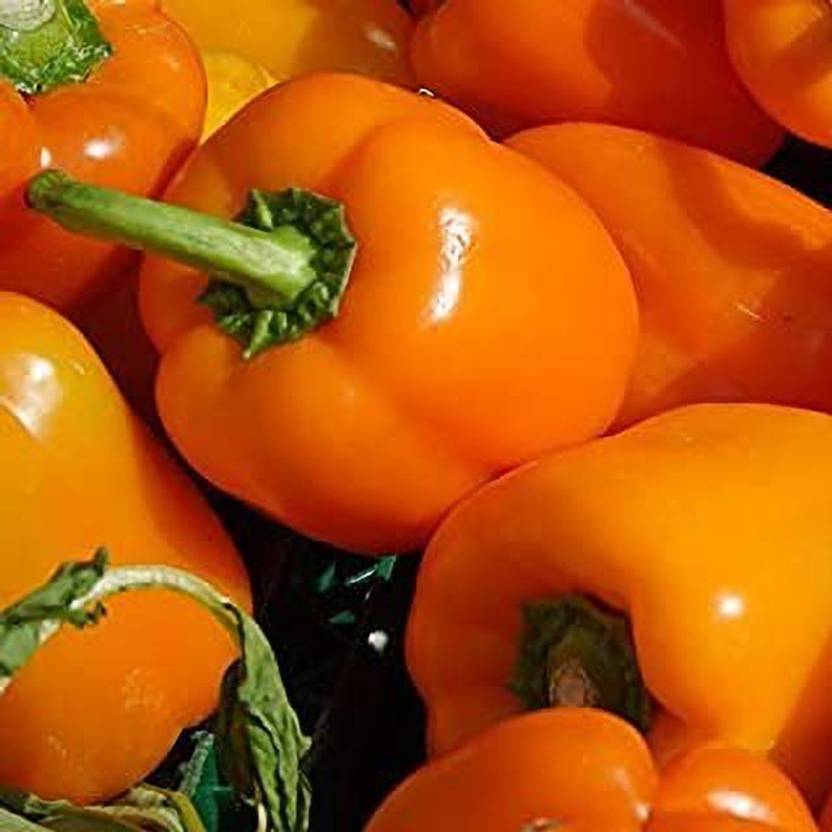 Aro Orange Capsicum, Capsicum, Bell Pepper Seed Price in India - Buy ...