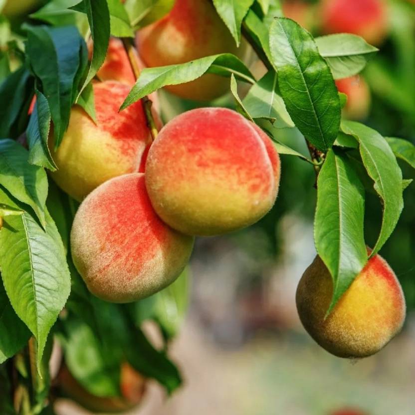 SHOP 360 GARDEN Prunus Persica, Peach Fruit Seeds For Planting - Pack ...