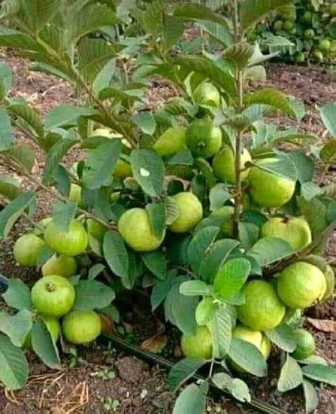 KANAYA Guava/Amrood/Amrud Fruit Plant Seed Price in India - Buy KANAYA ...