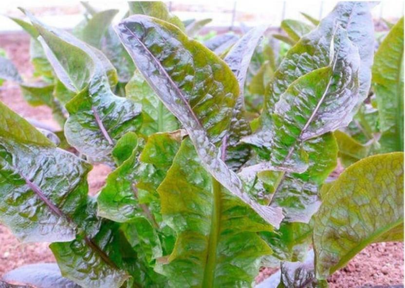 CYBEXIS Organic Lactuca Sativa Lettuce Seeds 4000 Seeds Seed Price in ...